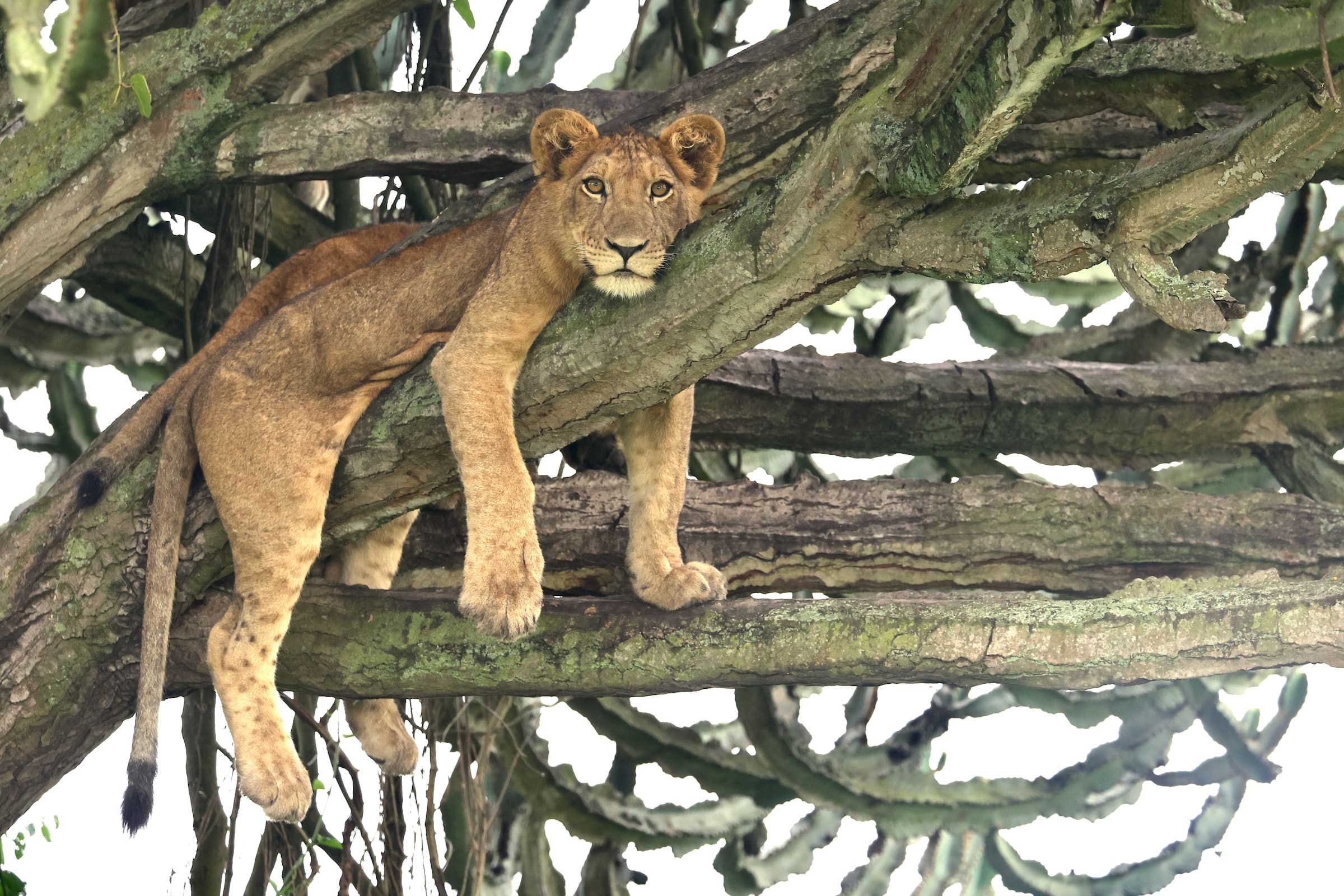 Lion Recovery Fund Featured on The Art of Conservation Podcast - Lion ...