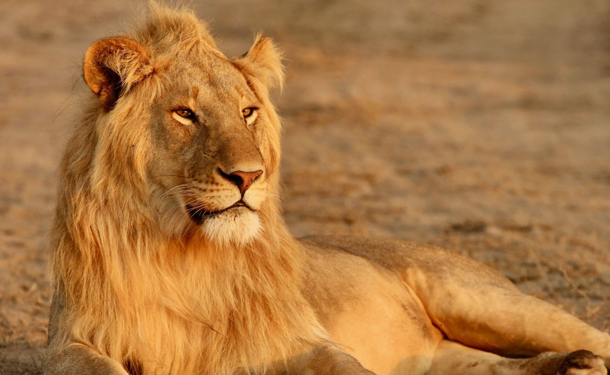 Lions Selected as One of the New Big 5 - Lion Recovery Fund