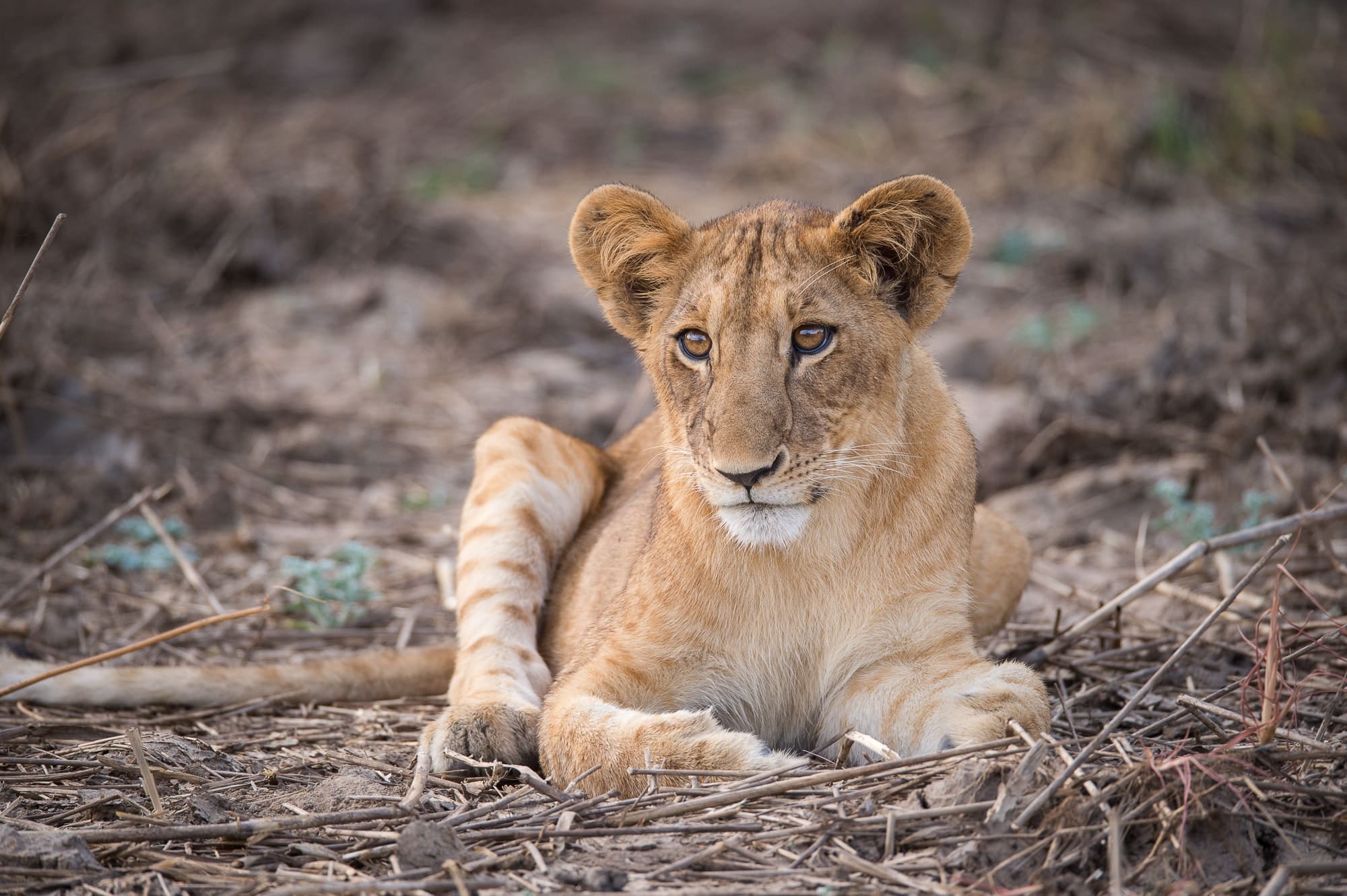 African Parks Receives Attention for Their Work in Chad - Lion Recovery ...