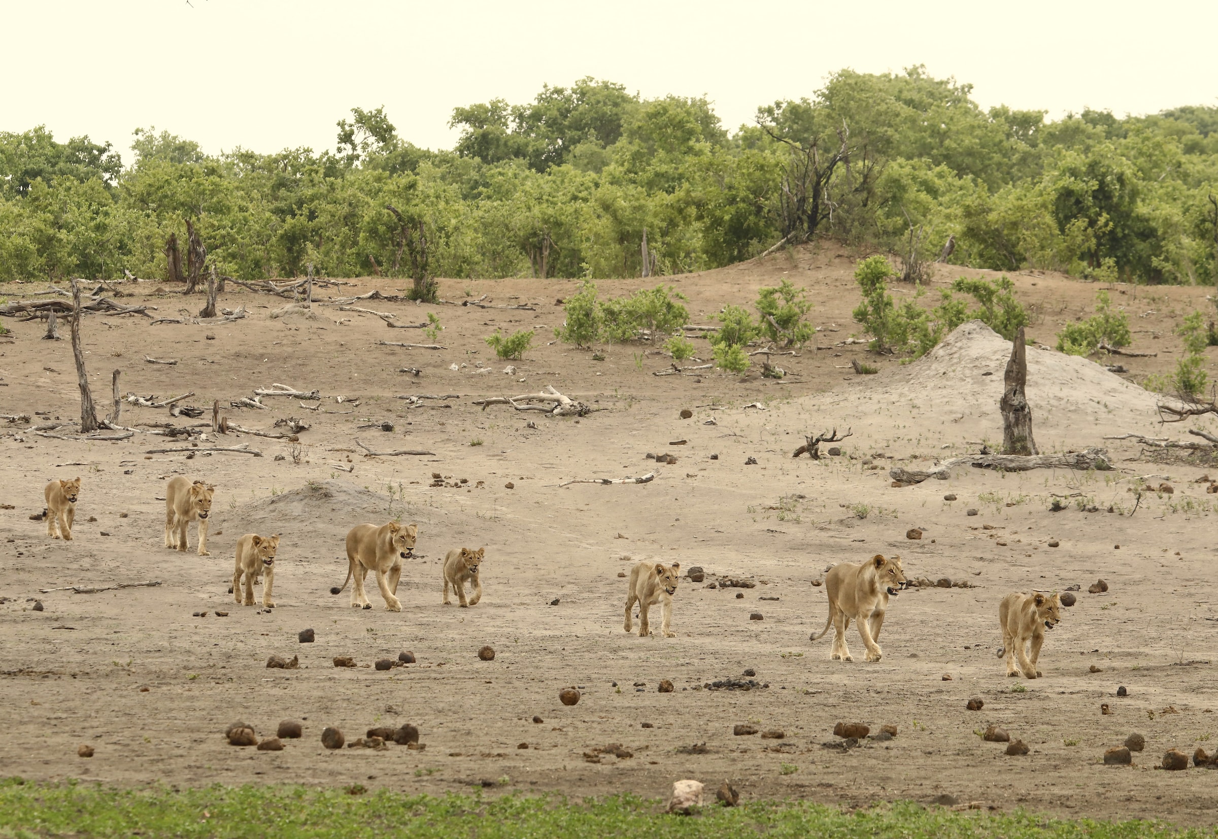 Lion Conservation Through Genetics - Lion Recovery Fund