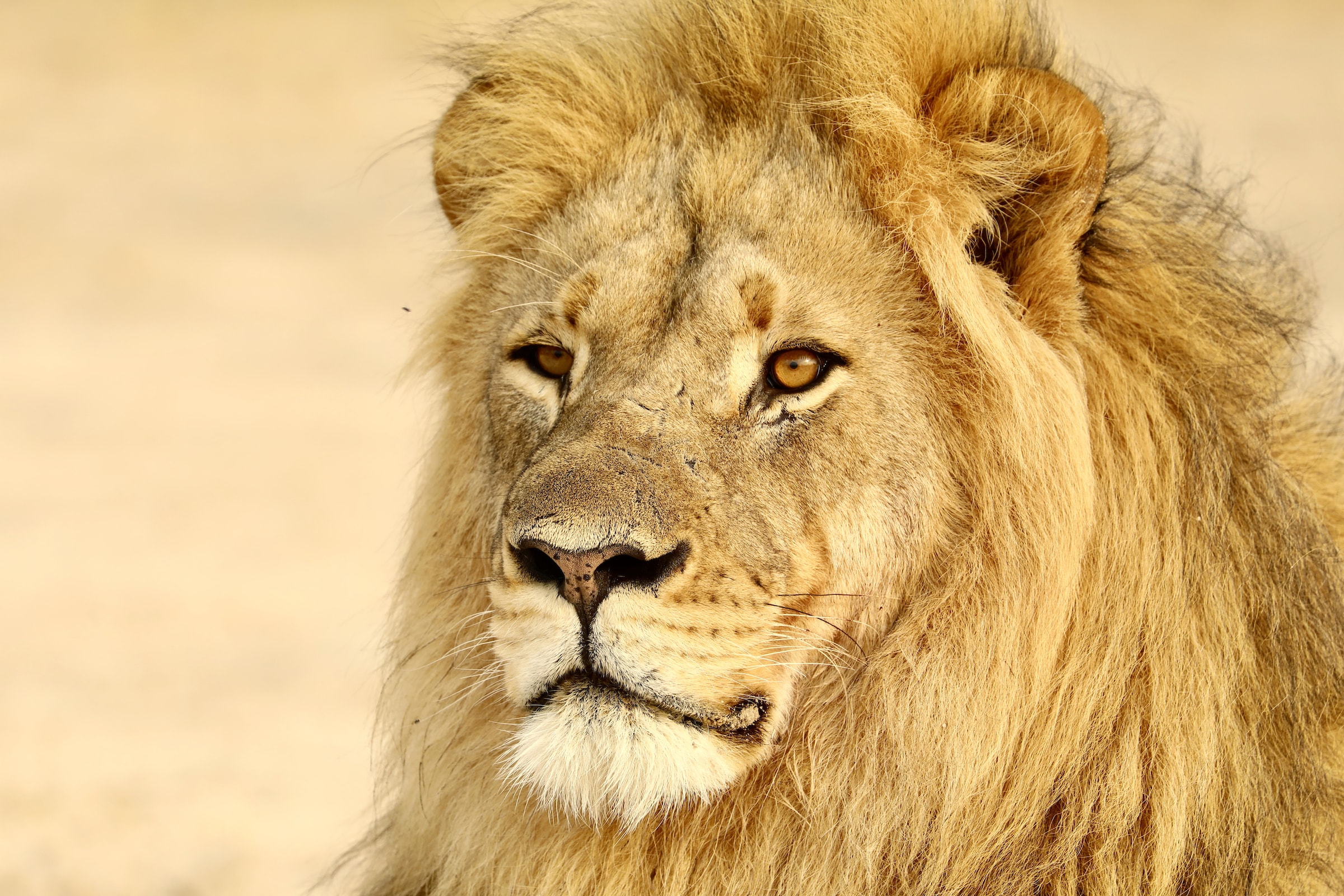 Enhancing Lion Protection in Southern Kenya - Lion Recovery Fund