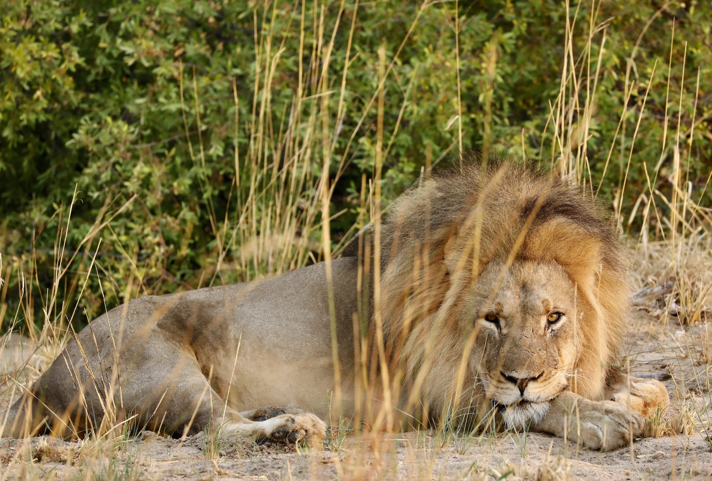 Gifts that Give Back to Wildlife - Lion Recovery Fund