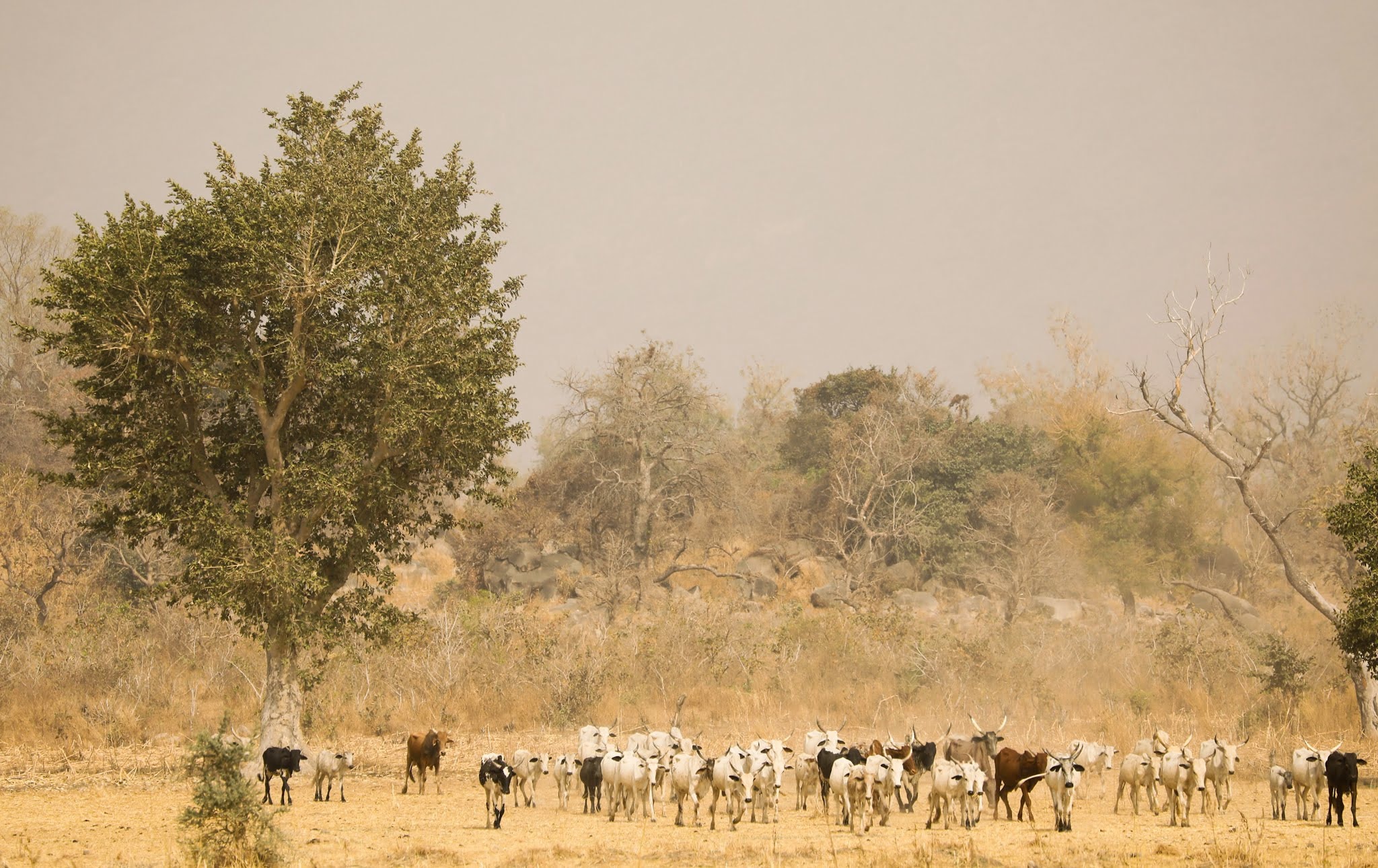 New Research Suggests That Over 80 Of Africa s Savanna Conservation Land Is Failing Lion 