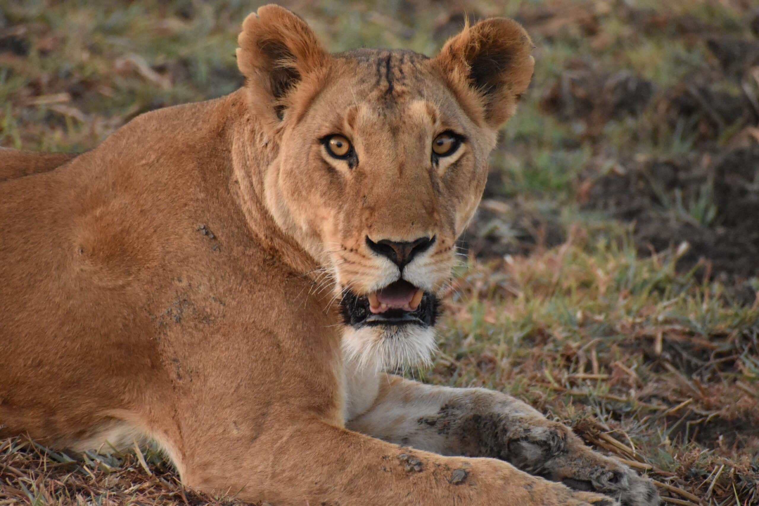 Recent Papers Detailing Guidelines on Lion Reintroductions - Lion ...