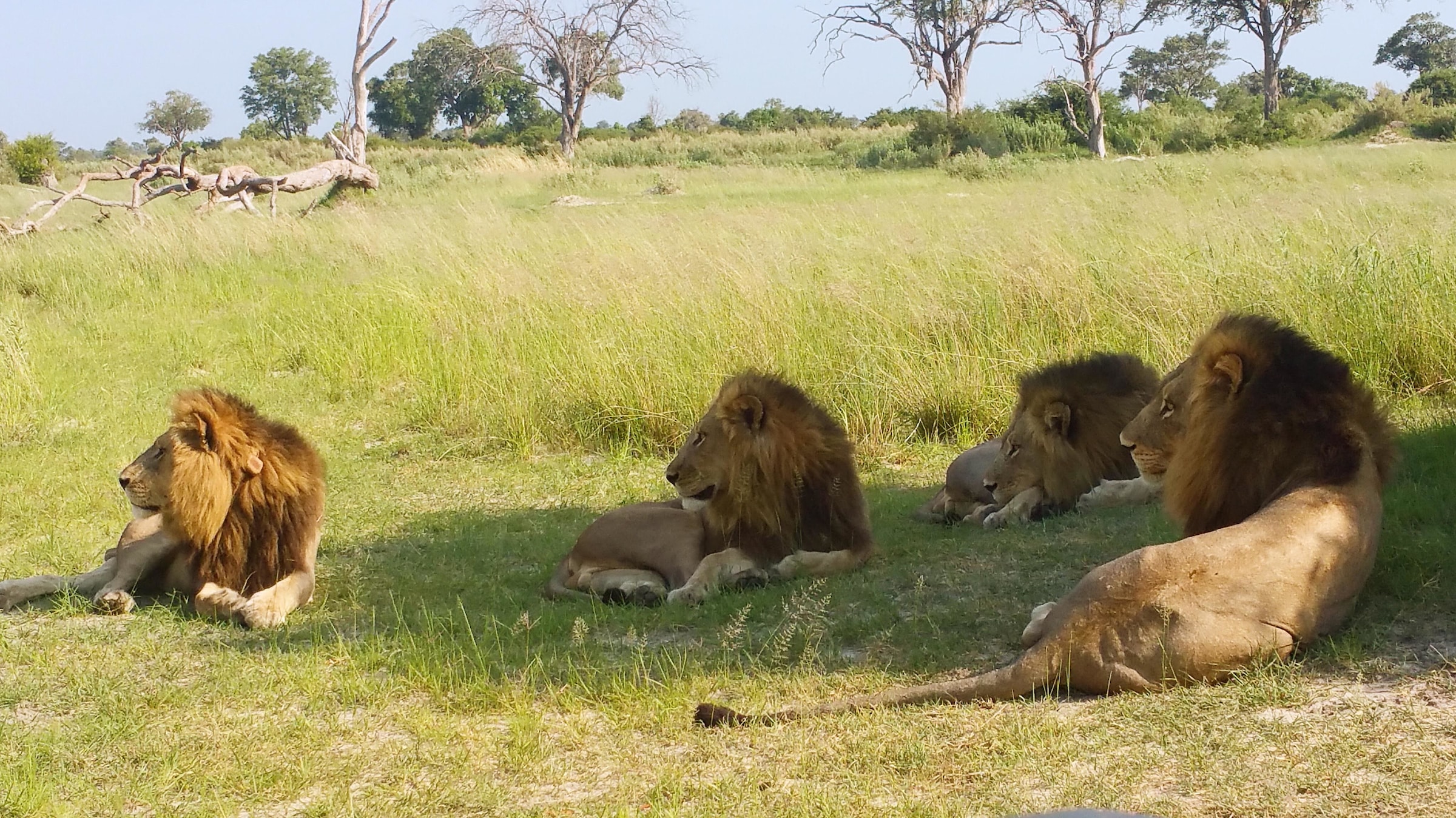 Lions Saved in the Nick of Time - Lion Recovery Fund