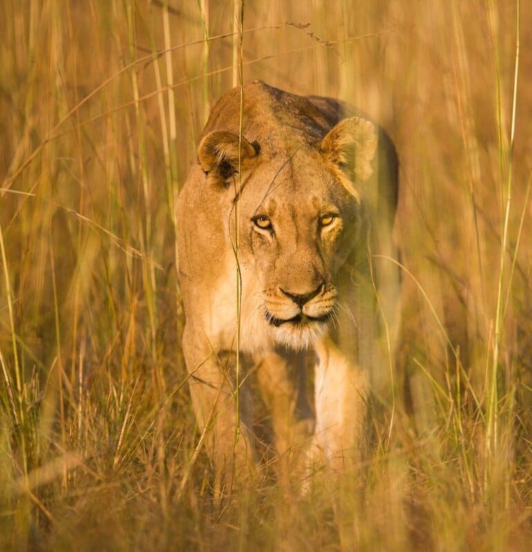 Tackling Bushmeat Poaching in Kafue National Park - Lion Recovery Fund