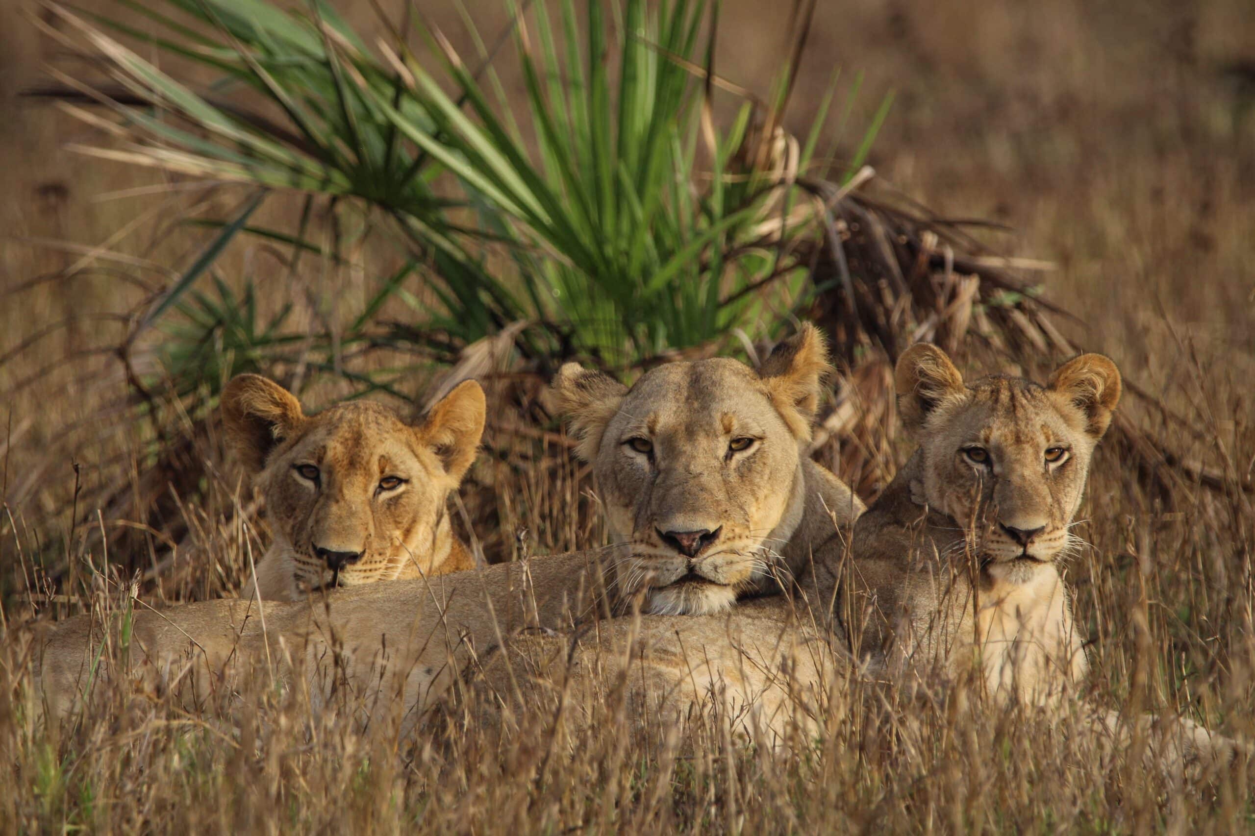 Explore the Latest LRF Grants to Protect Lions - Lion Recovery Fund