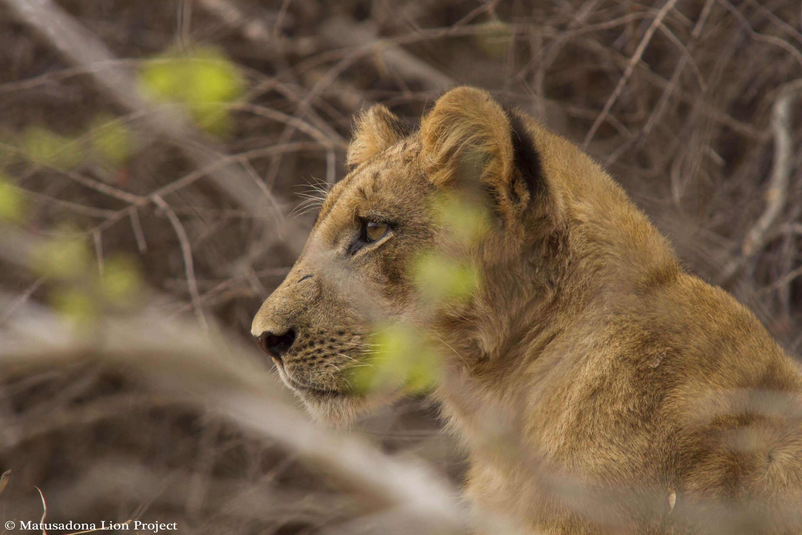 Tackling Lion Poaching in Limpopo National Park - Lion Recovery Fund