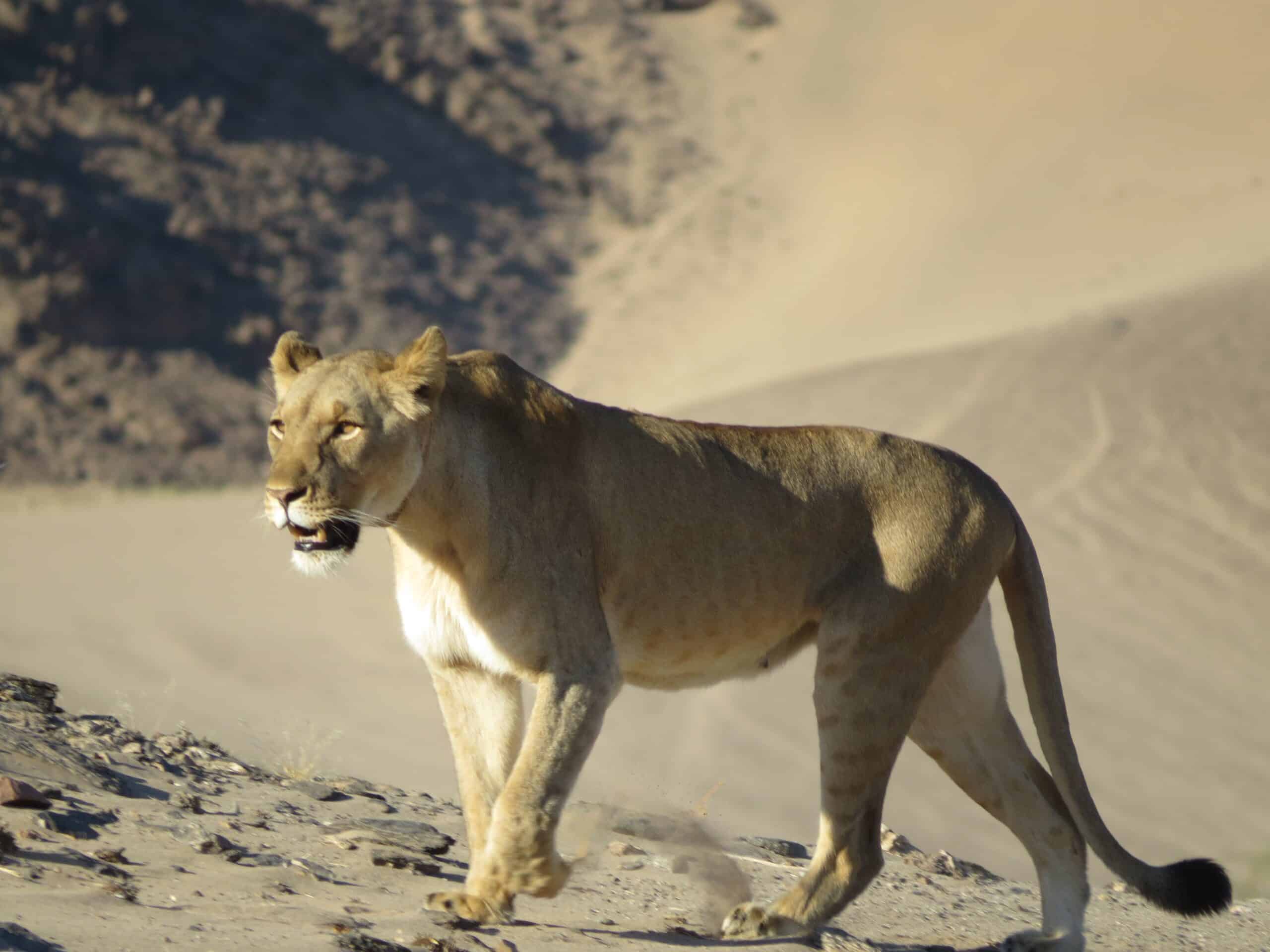 Reducing Human-Lion Conflict in Namibia - Lion Recovery Fund