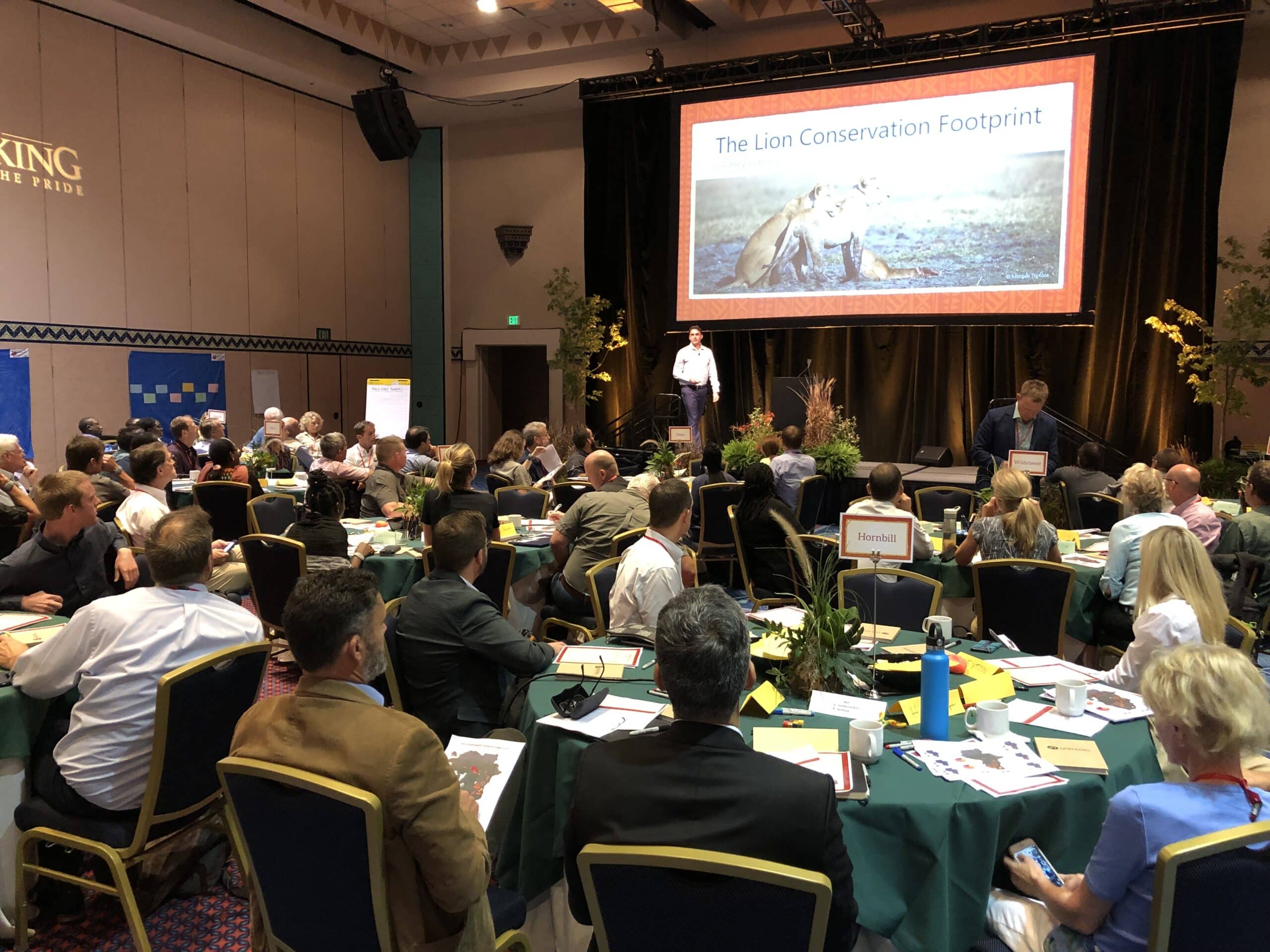 Bringing Together The World’s Leading Lion Experts - Lion Recovery Fund