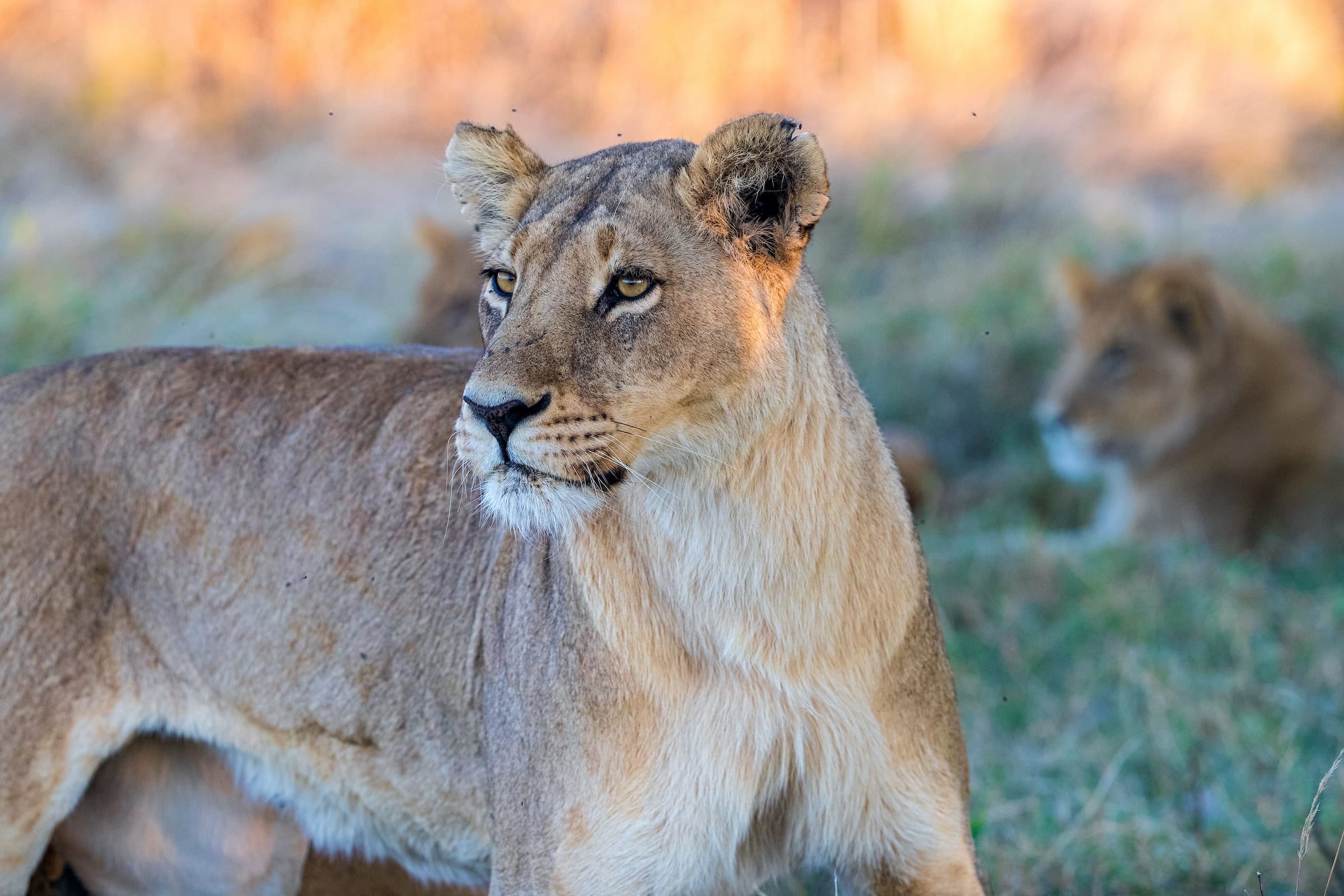 Watch the LRF's Presentation from the Wildlife Conservation Expo - Lion ...