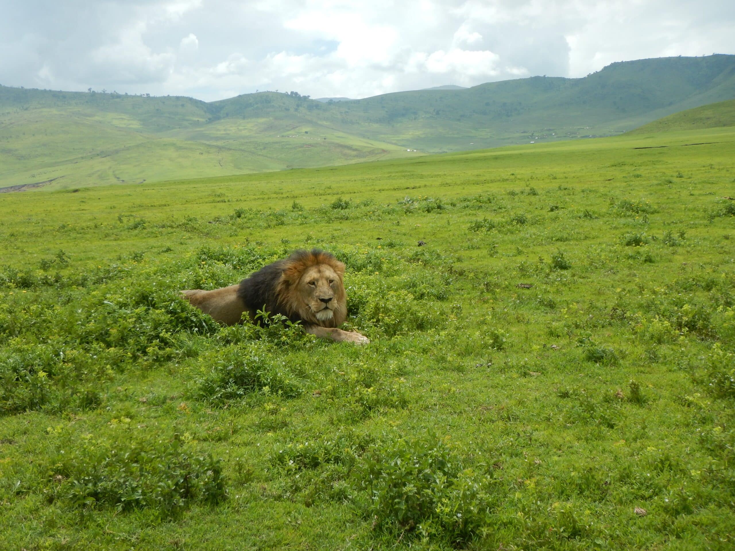 The Lion Who Lost His Mane - Lion Recovery Fund