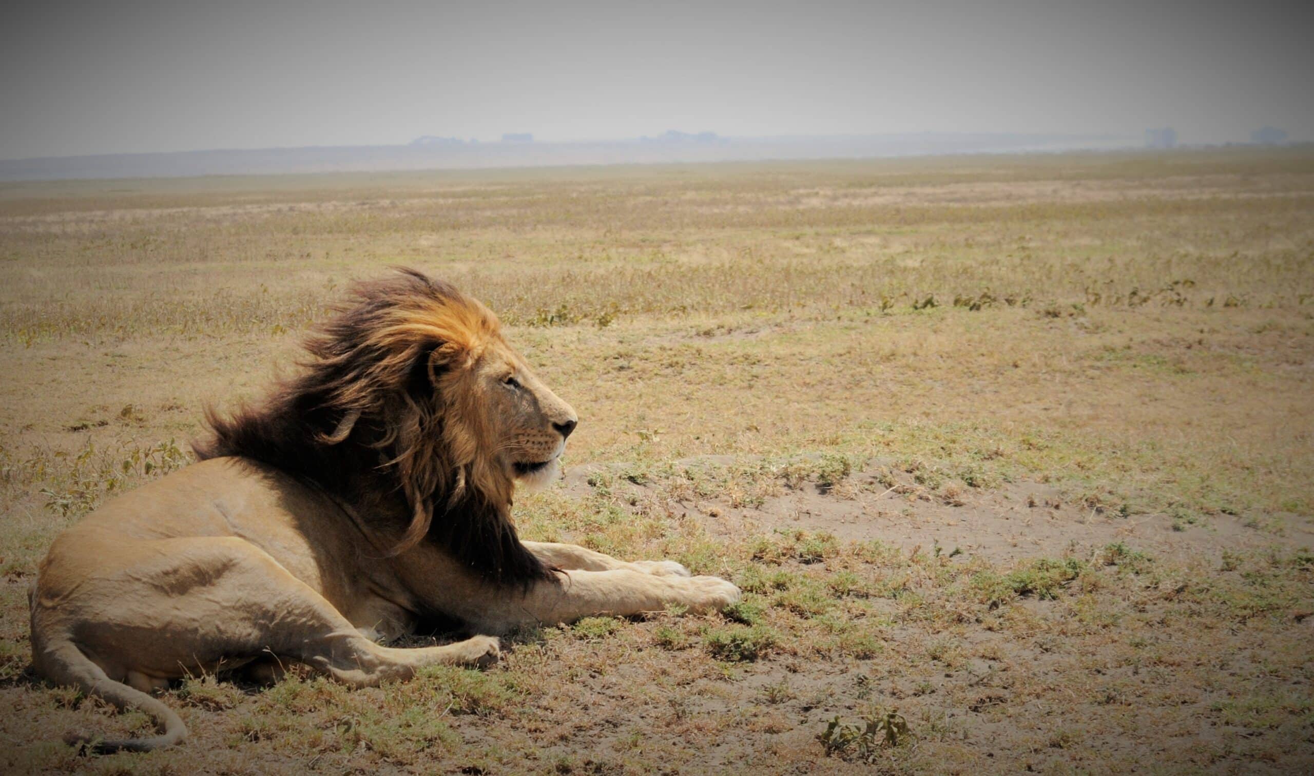 The Return of a Crater Born Lion - Lion Recovery Fund