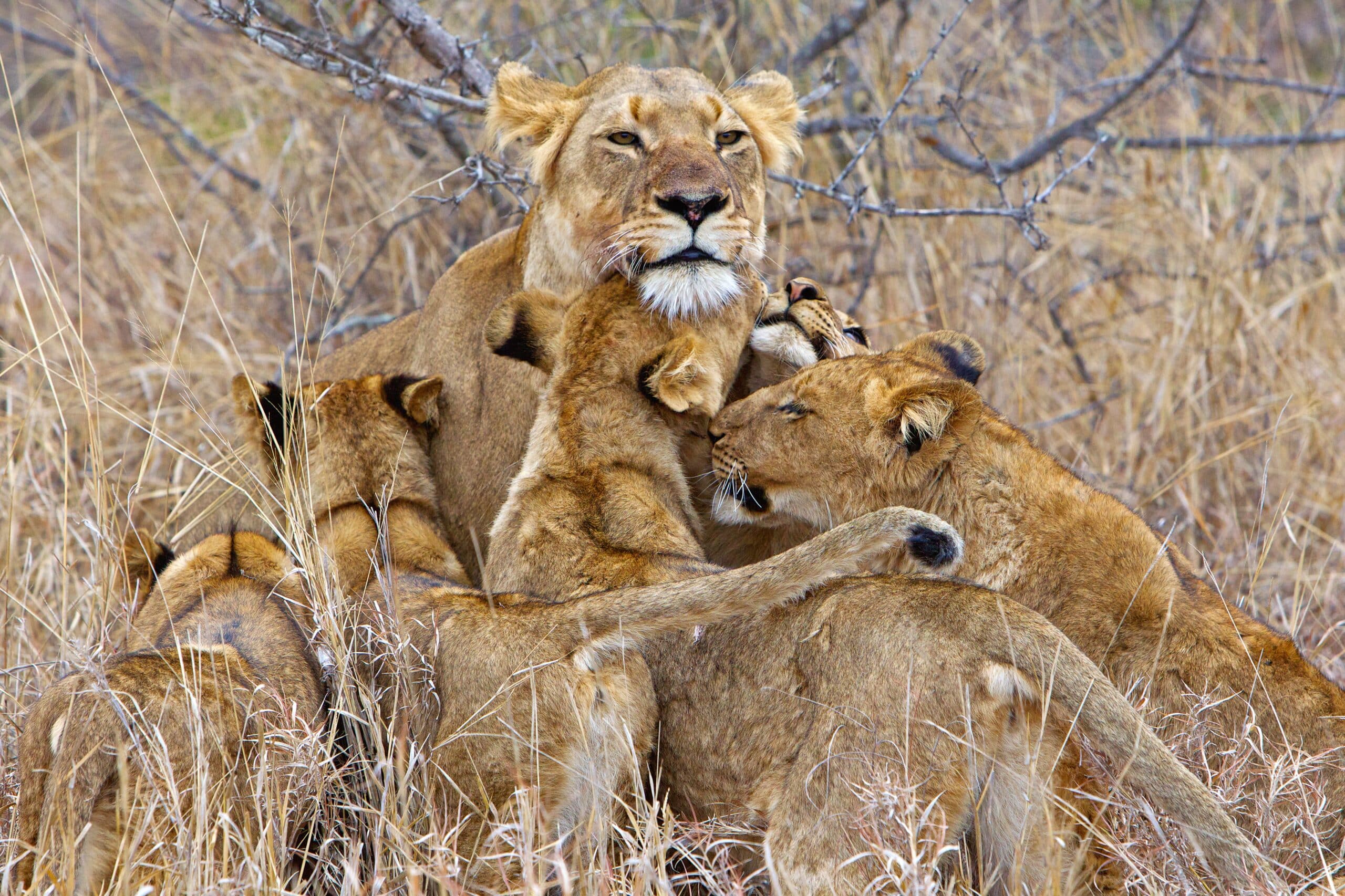 From Landscapes to Lionscapes - Lion Recovery Fund