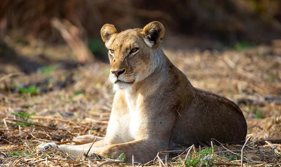 Lion Recovery Fund Featured on the PROTECT Podcast - Lion Recovery Fund