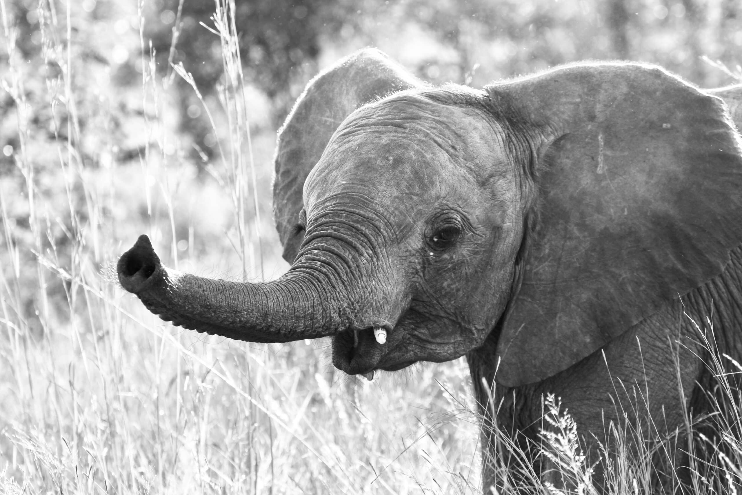 Tackling Bushmeat Poaching in Hwange National Park - Lion Recovery Fund