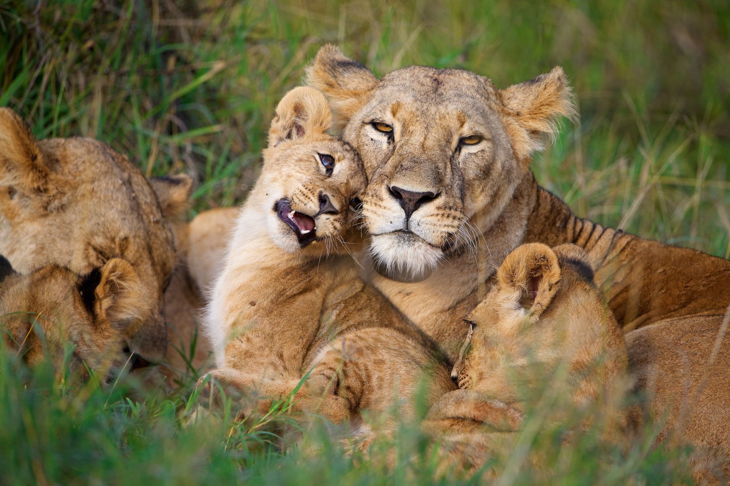 8 Ways to Give Back to Lions - Lion Recovery Fund