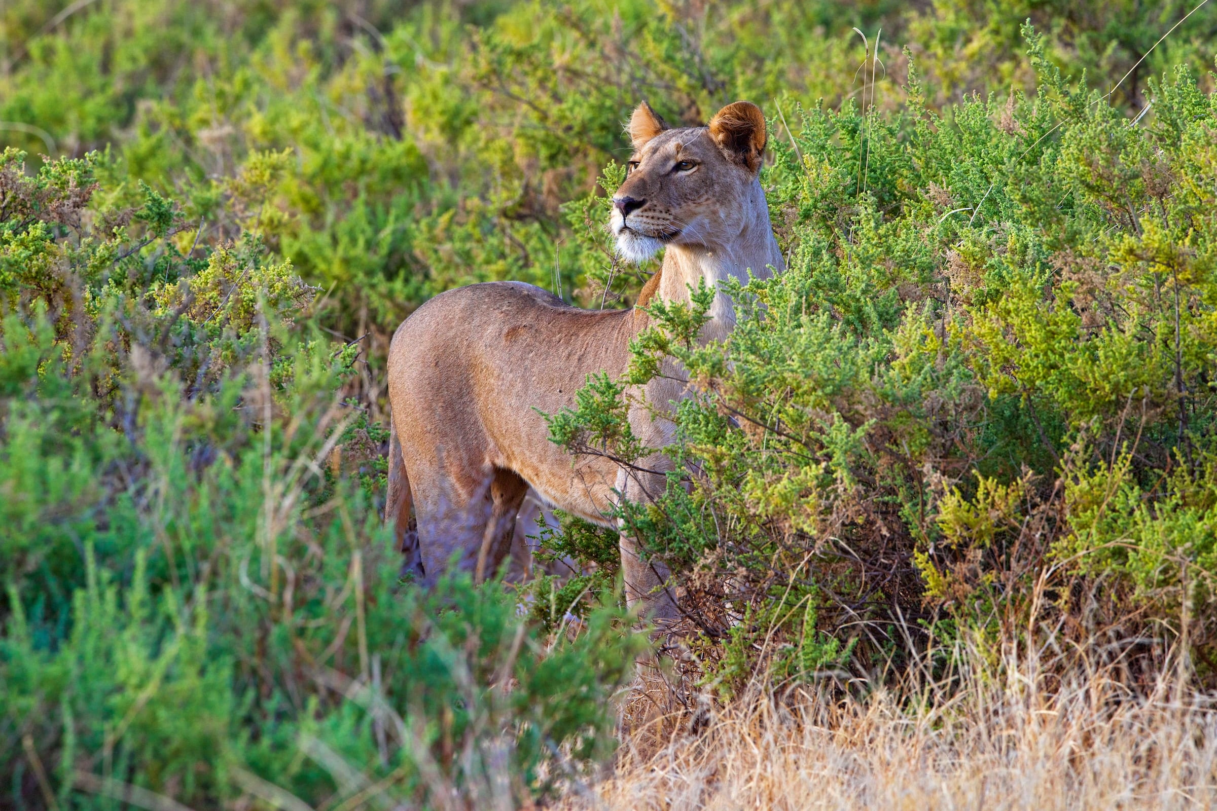 Lions Caught on Camera in South Sudan - Lion Recovery Fund