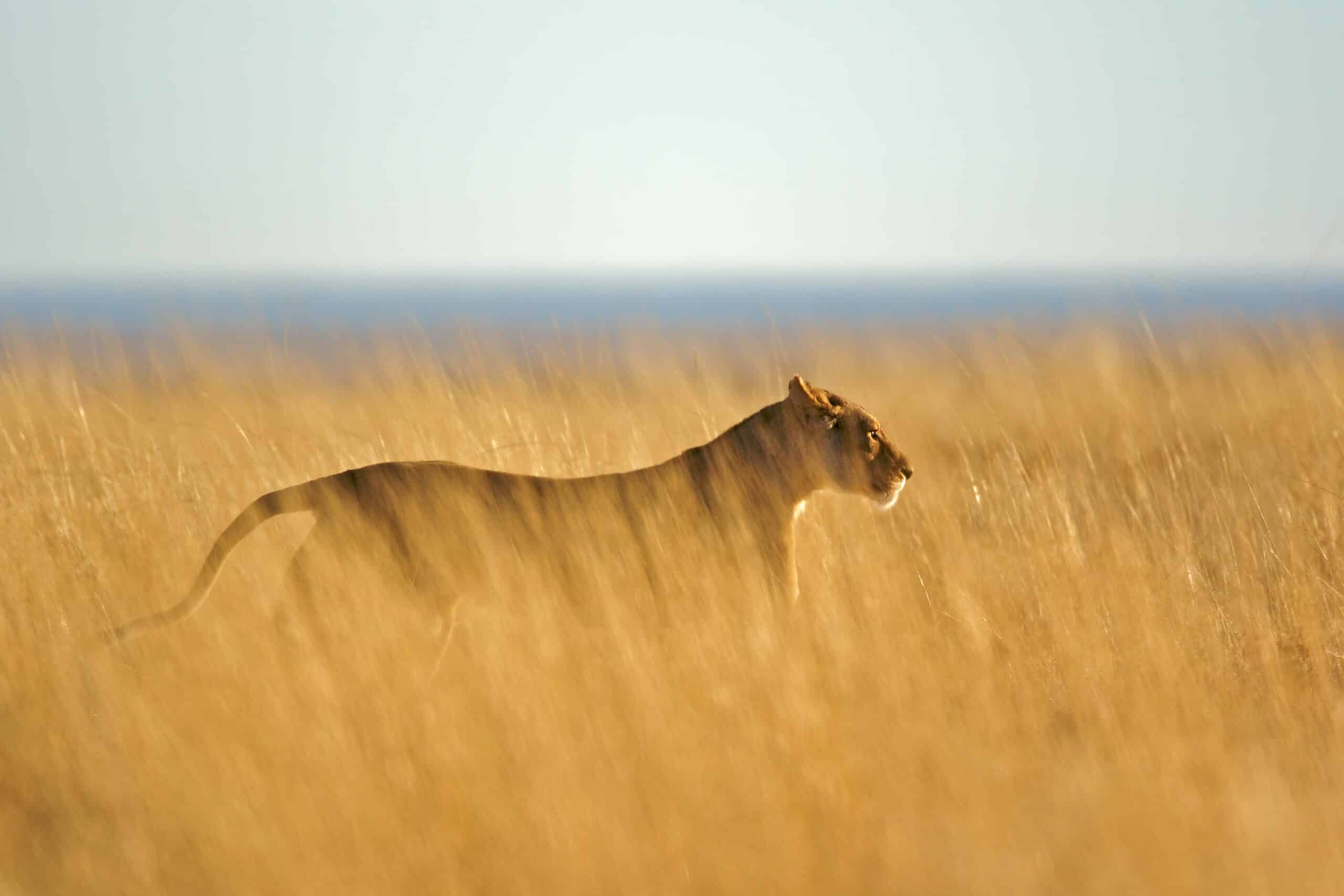 Recovering Lionscapes in Niokolo-Kobo National Park - Lion Recovery Fund