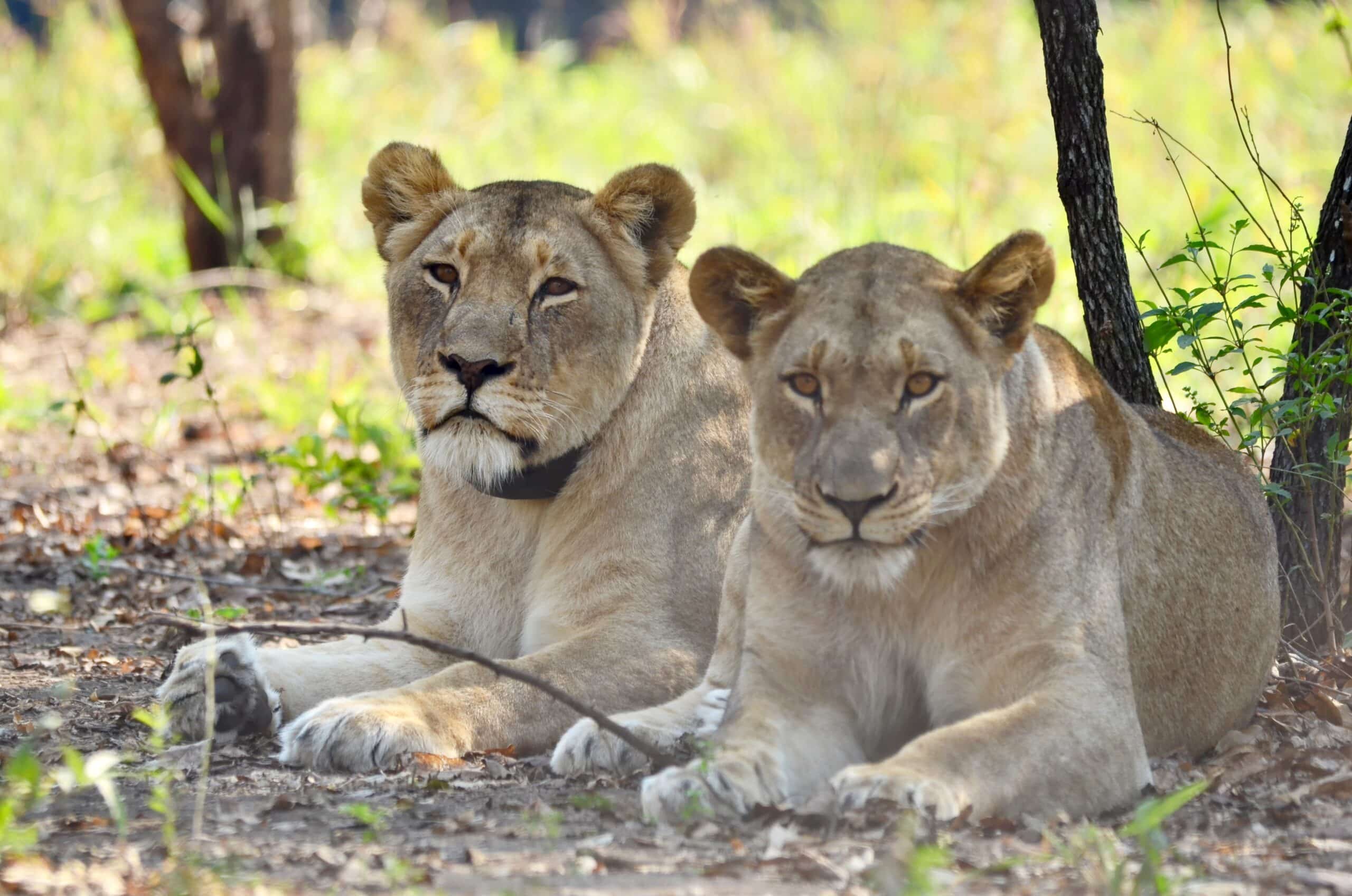 Emergency Funding for Lion Conservation - Lion Recovery Fund