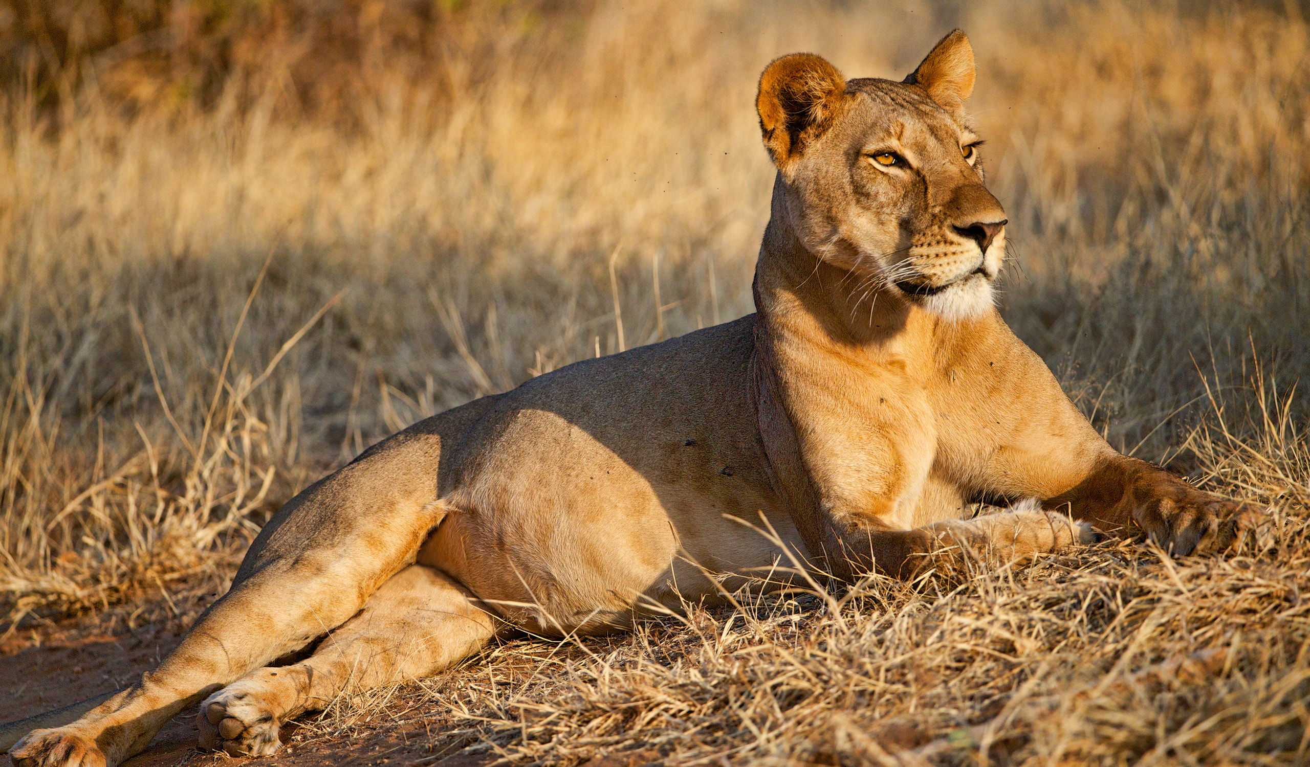 It Takes a Village to Save Lions - Lion Recovery Fund