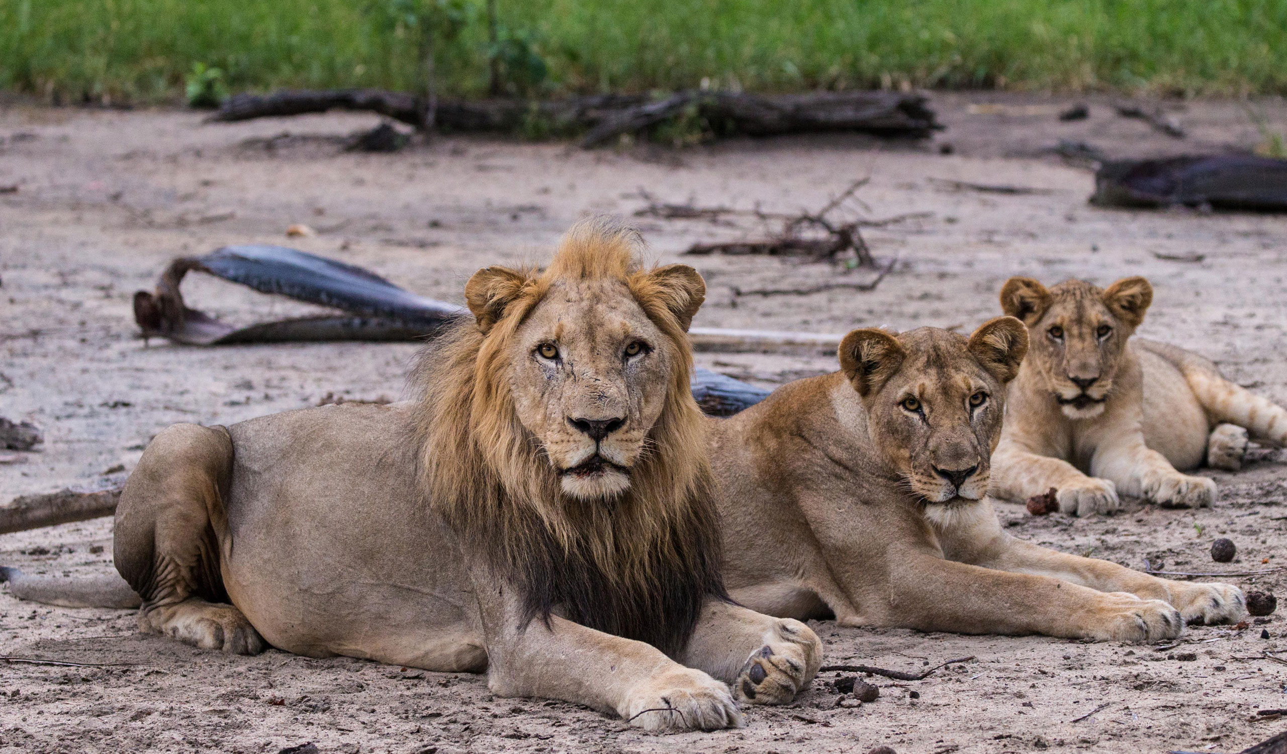 The Lion Recovery Fund Reaches Over $5 million Invested for Lions ...