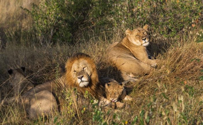 Lions Lost, Lions Gained - Lion Recovery Fund