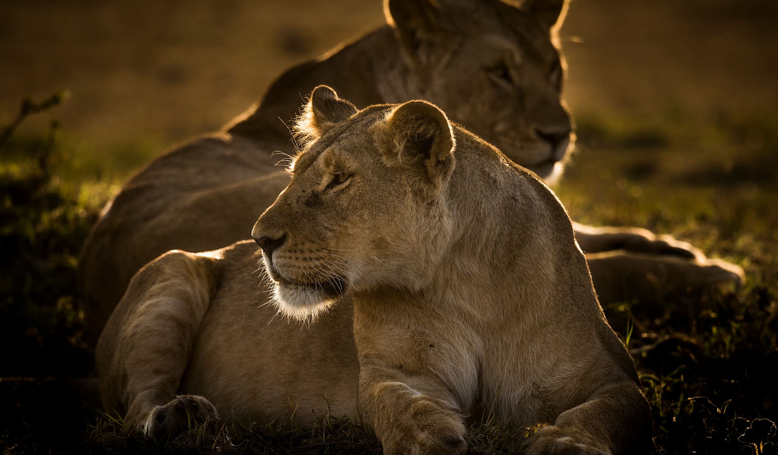 Lion Recovery Fund Announces Three New Grantees - Lion Recovery Fund