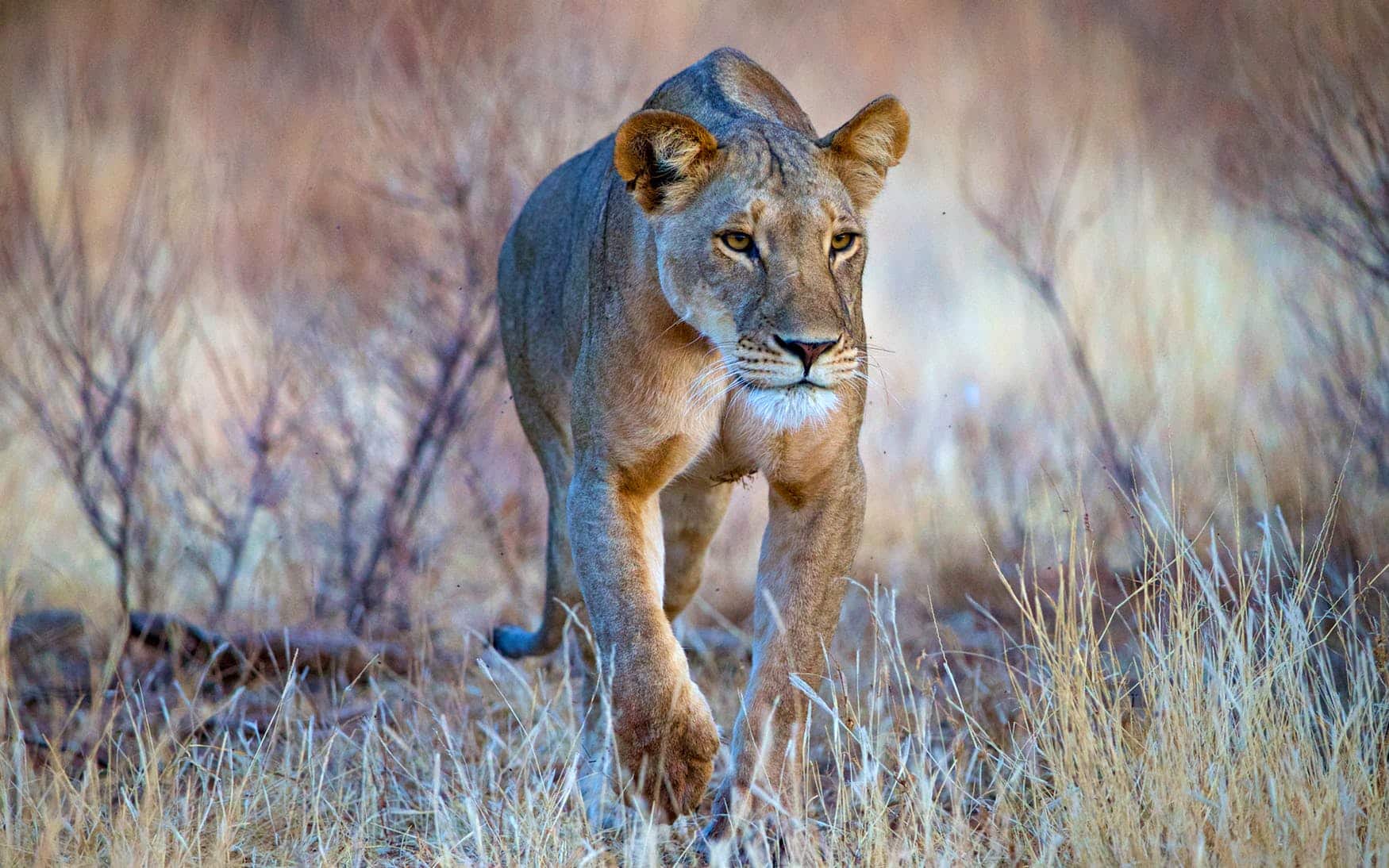 Lion Recovery Fund Introduces Its Newest Grantees - Lion Recovery Fund