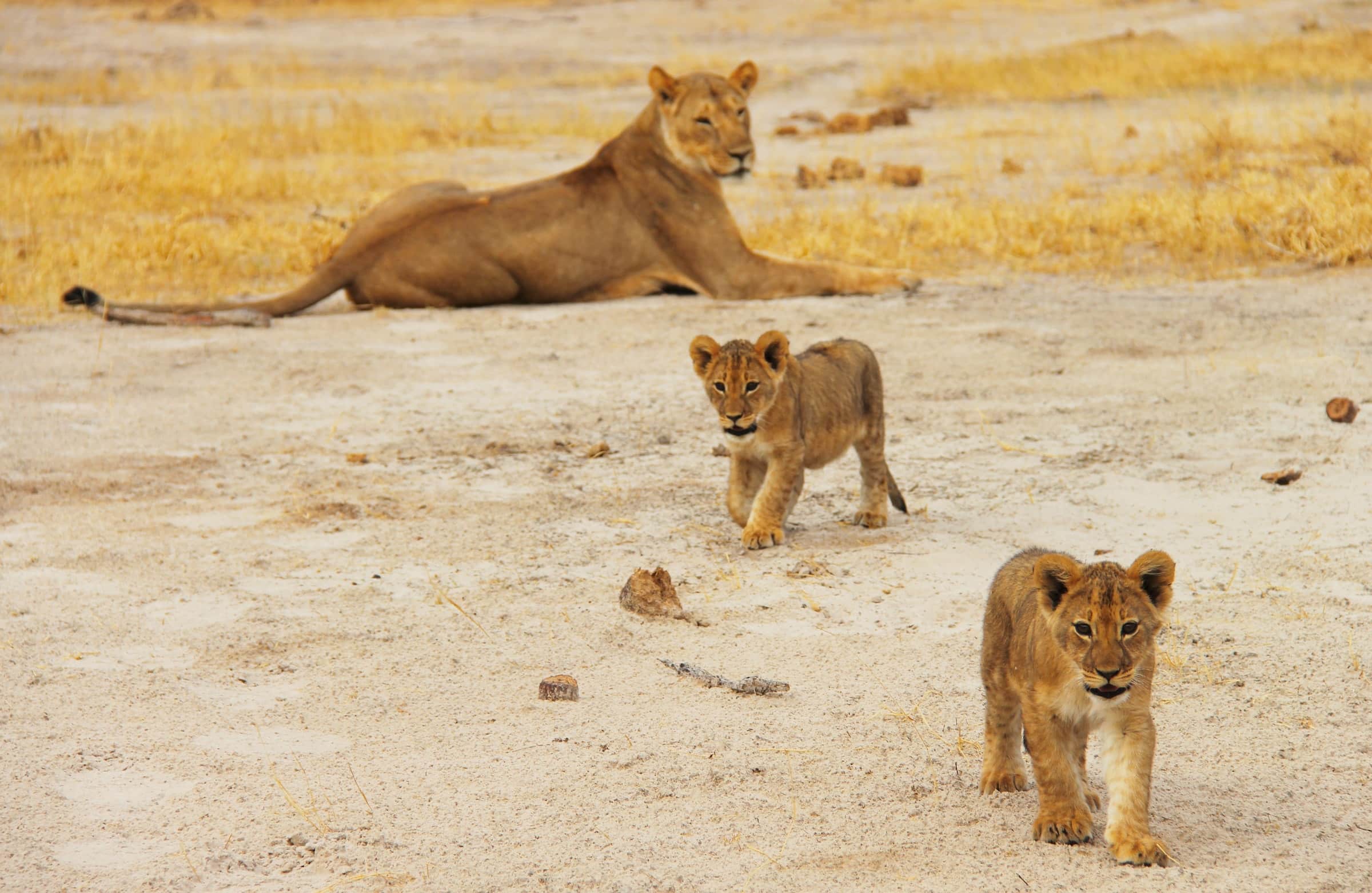 Conserving Africa’s wildlife through the COVID-19 crisis and beyond ...