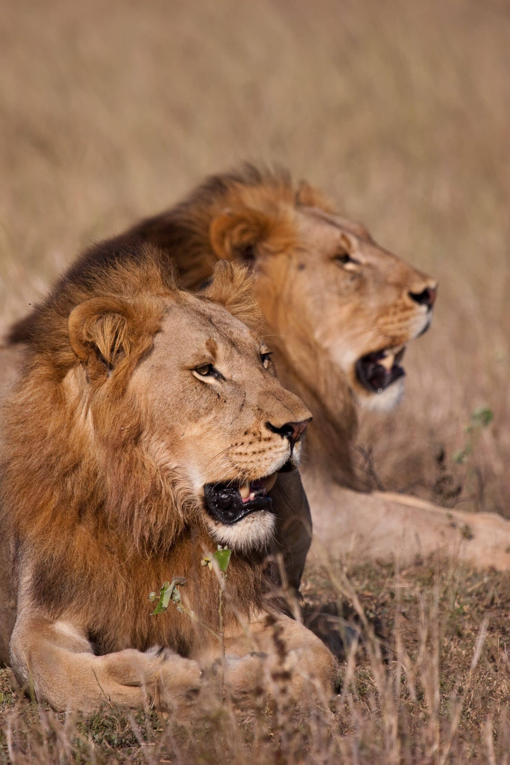 Establishing a Lion Database Africa-wide to Protect Lions - Lion ...