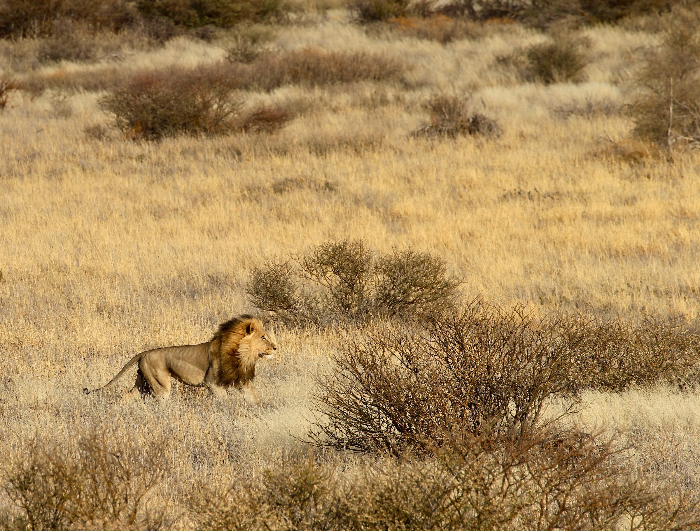 The Lion Recovery Fund Shares Updates from the Field at WCN's Virtual ...