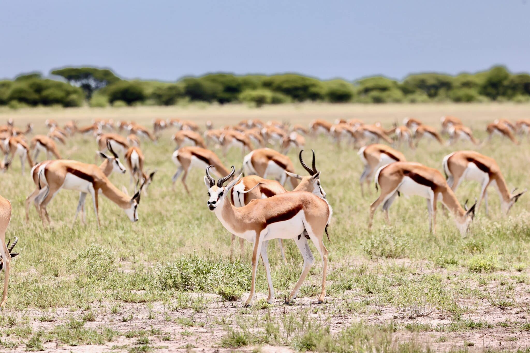 Conserving Lions in the Vast Wildlands of the Kgalagadi - Lion Recovery ...