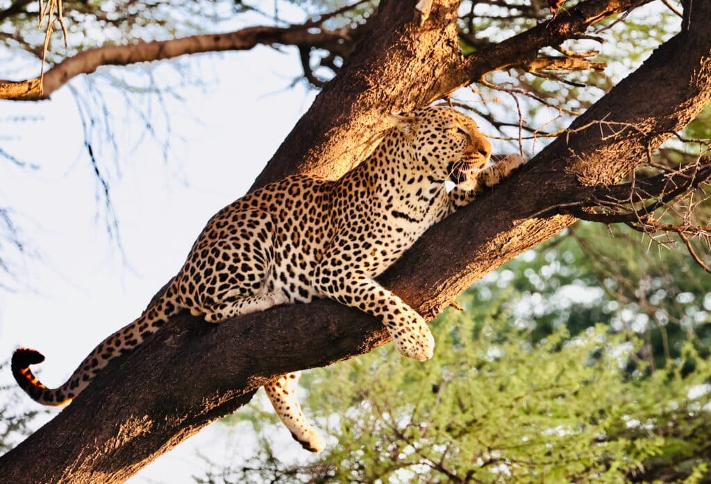 Conserving Lions in the Vast Wildlands of the Kgalagadi - Lion Recovery ...