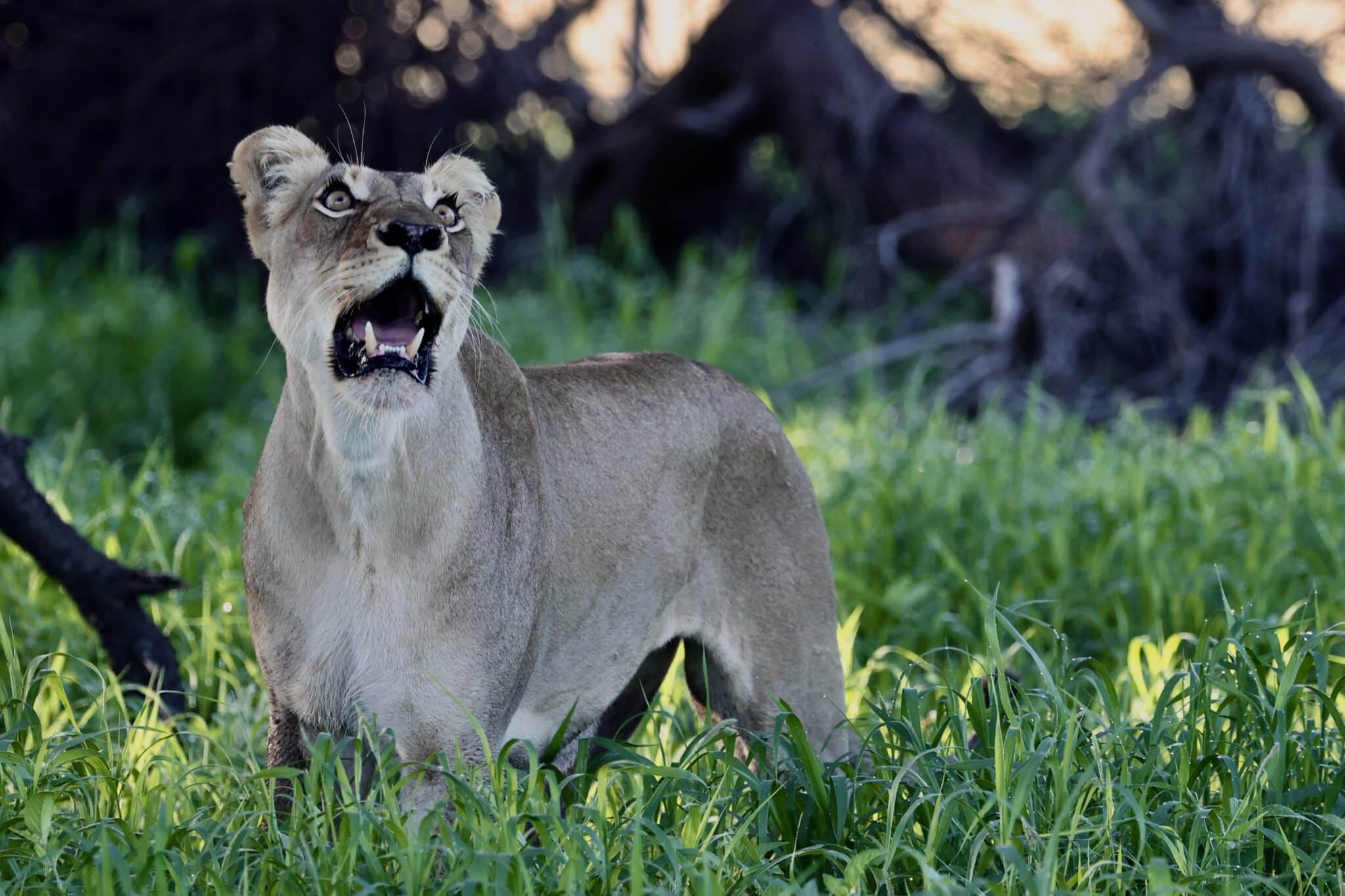 Conserving Lions in the Vast Wildlands of the Kgalagadi - Lion Recovery ...