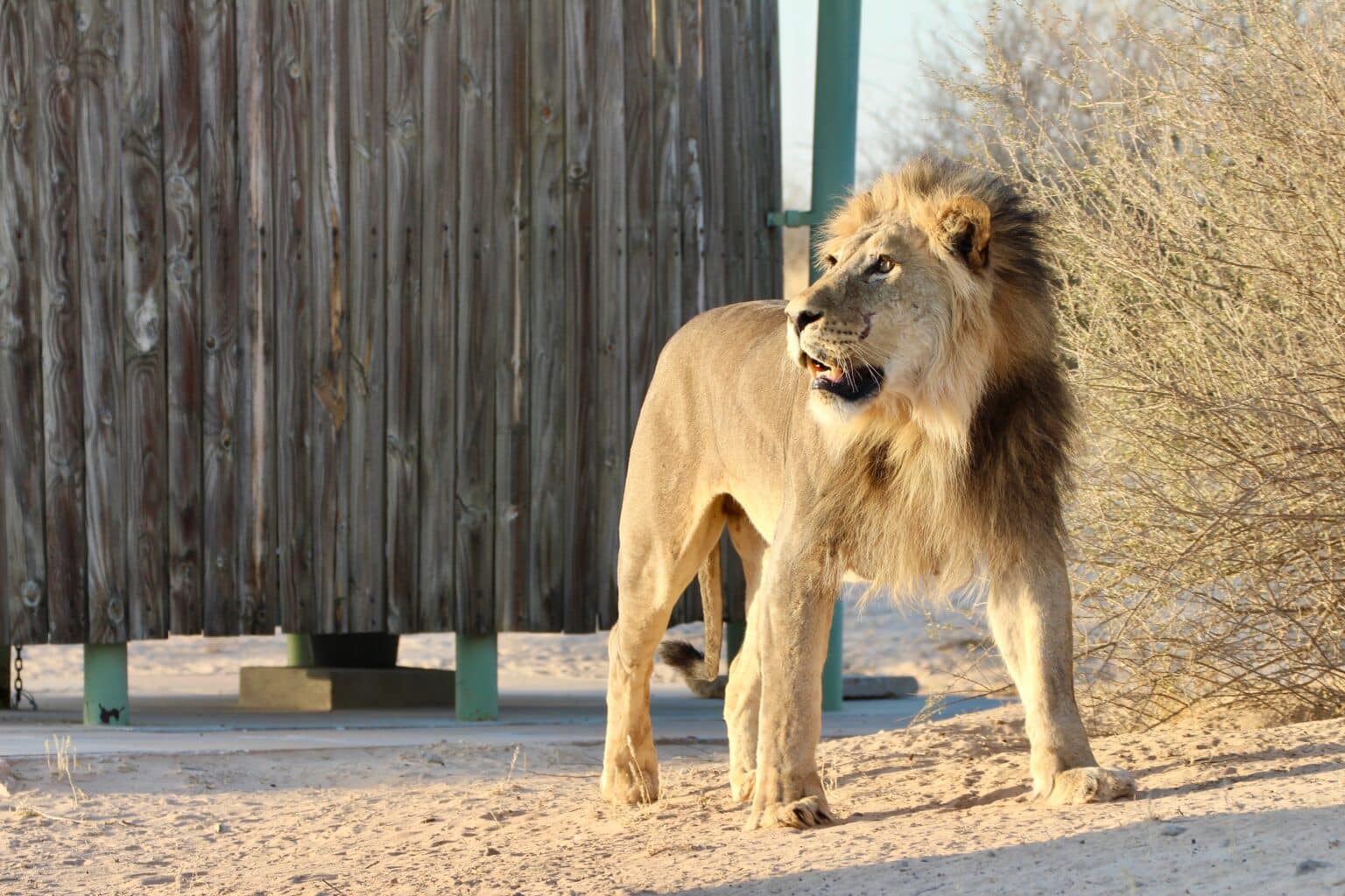 Conserving Lions in the Vast Wildlands of the Kgalagadi - Lion Recovery ...