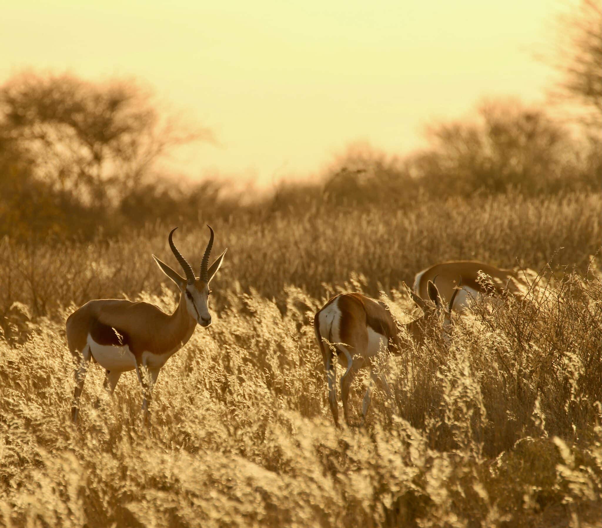 Conserving Lions in the Vast Wildlands of the Kgalagadi - Lion Recovery ...