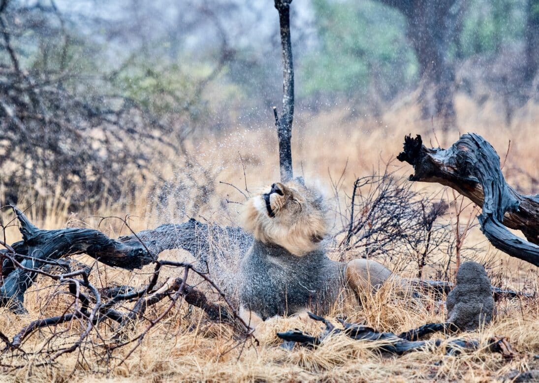 Lion Recovery in the Magical Kafue Ecosystem - Lion Recovery Fund