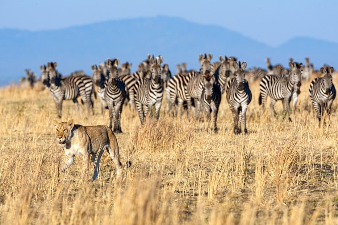 Lionesses - The Key to the Pride’s Survival - Lion Recovery Fund