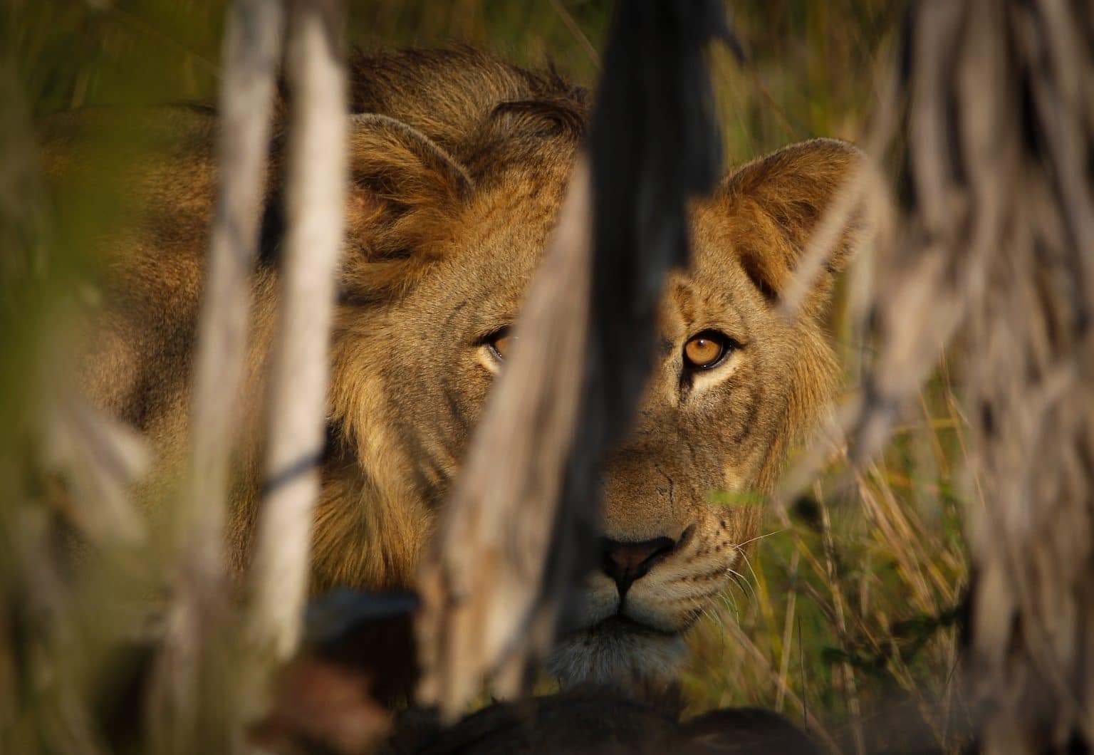 New Lion Recovery Fund Efforts to Bolster Lion Monitoring - Lion ...