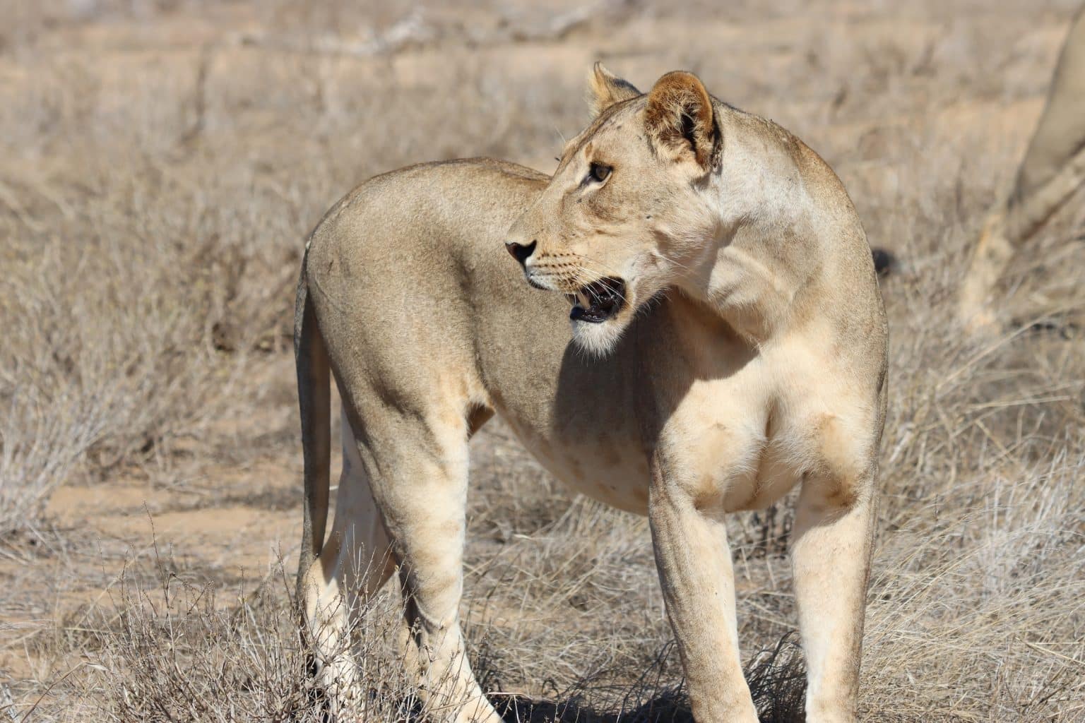 What Determines Lion Fur Coloring - Lion Recovery Fund