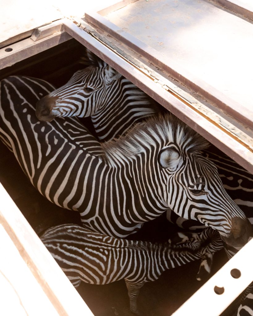 Lions Return to Zambia’s Stunning Nsumbu National Park - Lion Recovery Fund