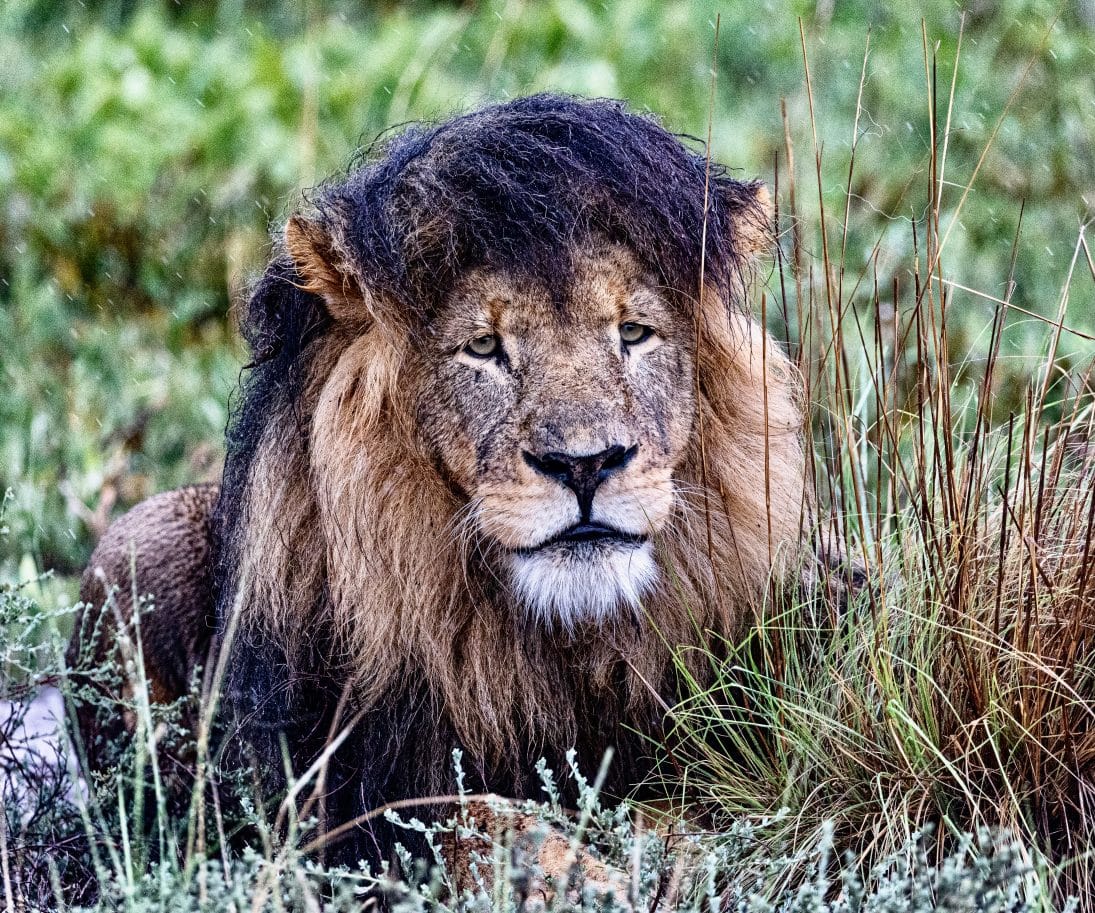 Growing Effective Protected Area Management to Conserve Lions - Lion ...
