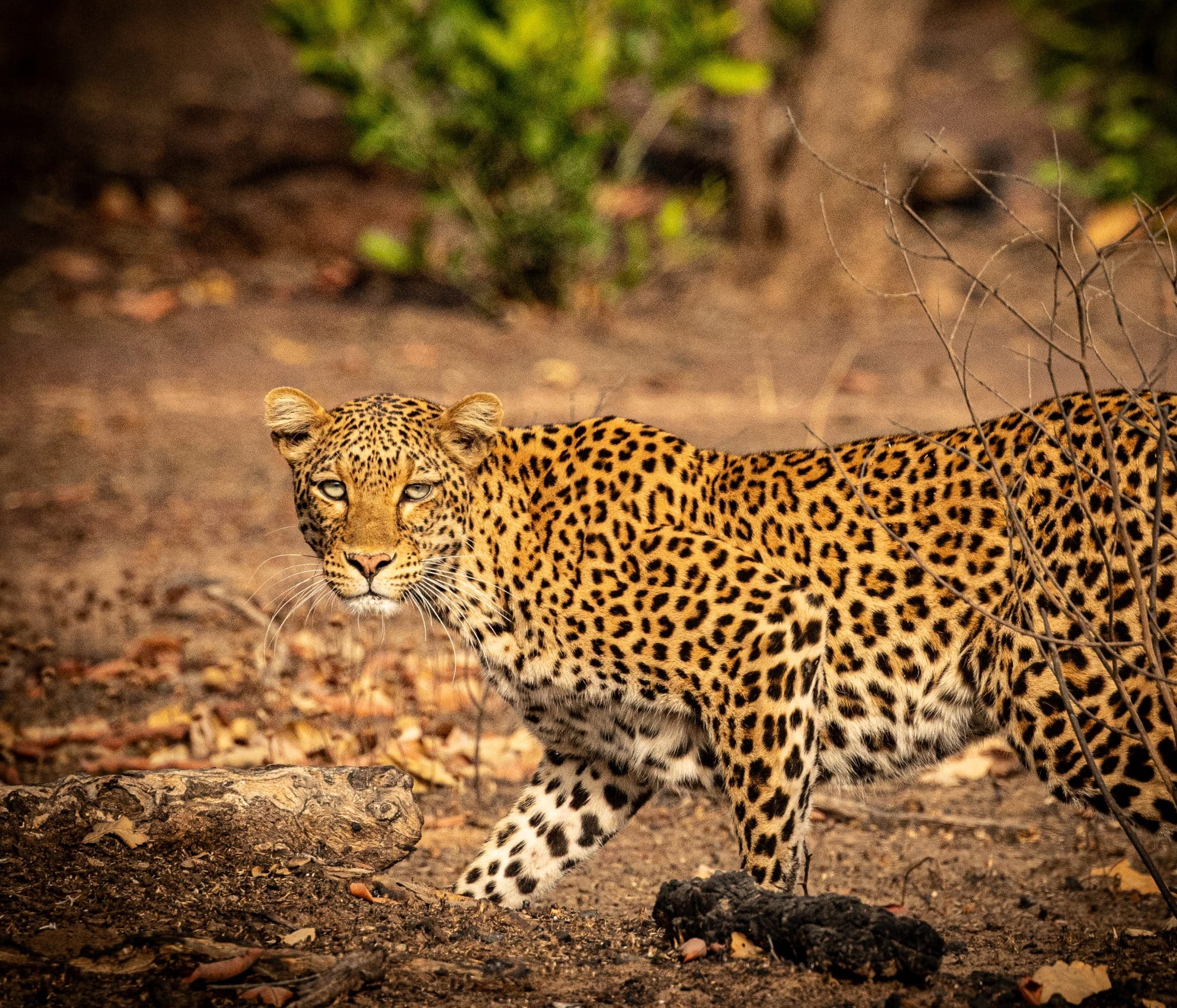 West African Lions Make a Striking Comeback in Senegal - Lion Recovery Fund