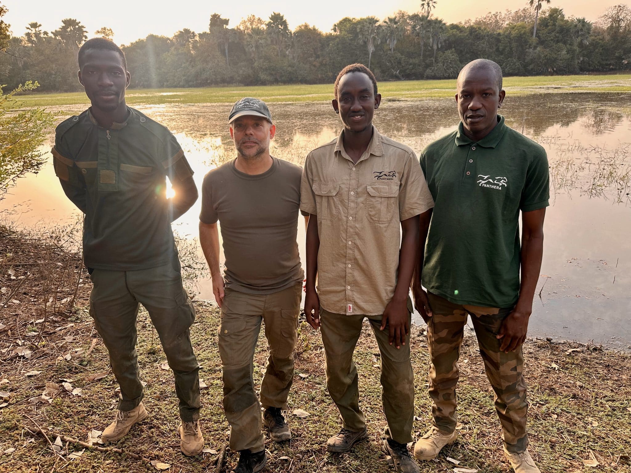 West African Lions Make a Striking Comeback in Senegal - Lion Recovery Fund